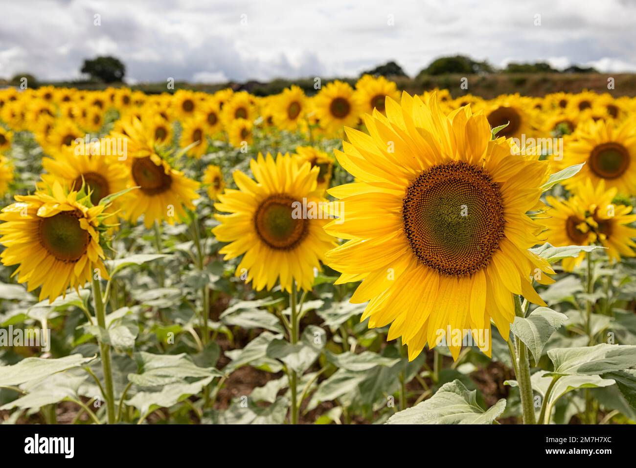 Sunflower fields and close up sunflowers at sunset, Norfolk, East ...