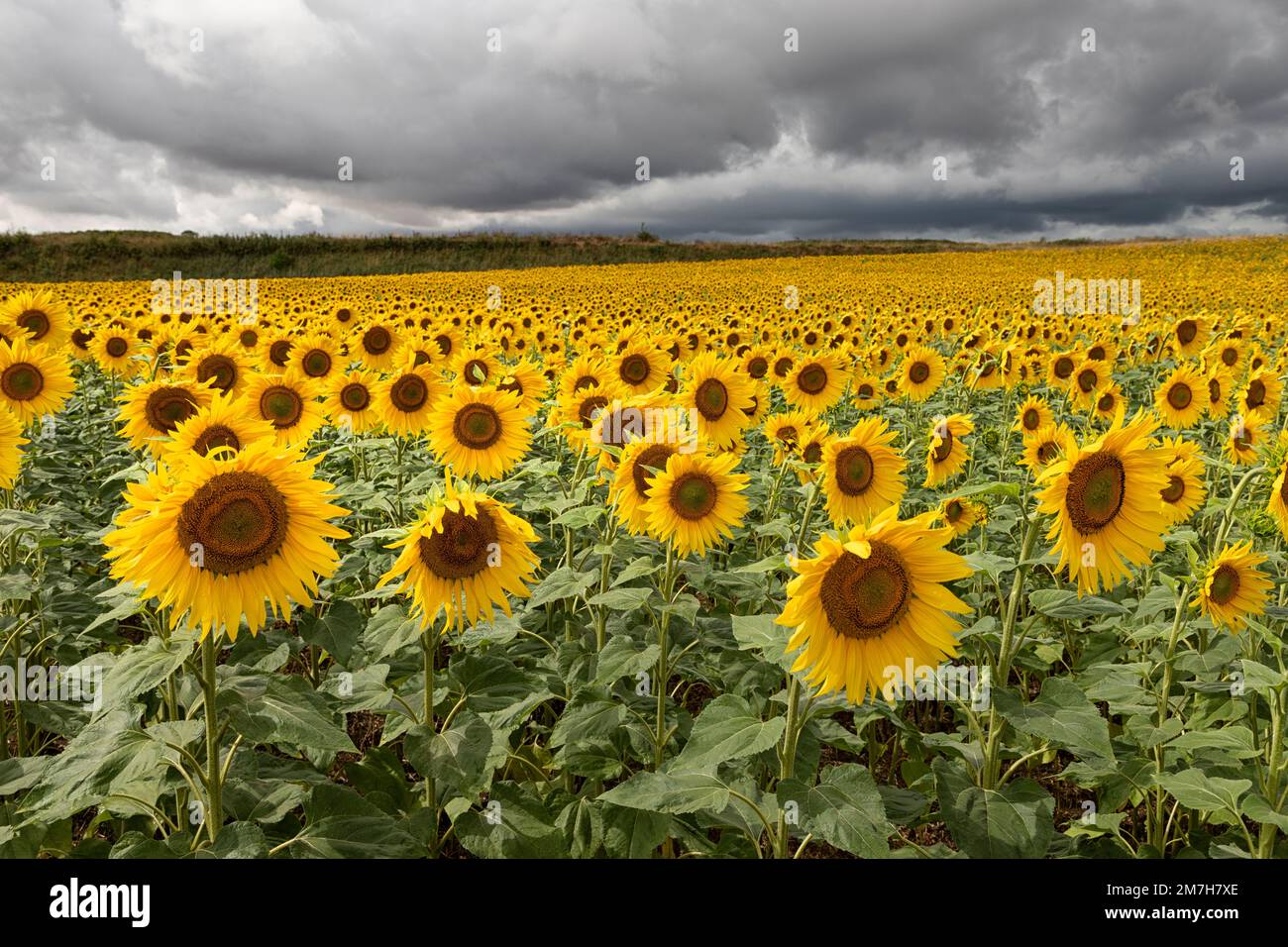 Sunflower fields and close up sunflowers at sunset, Norfolk, East ...
