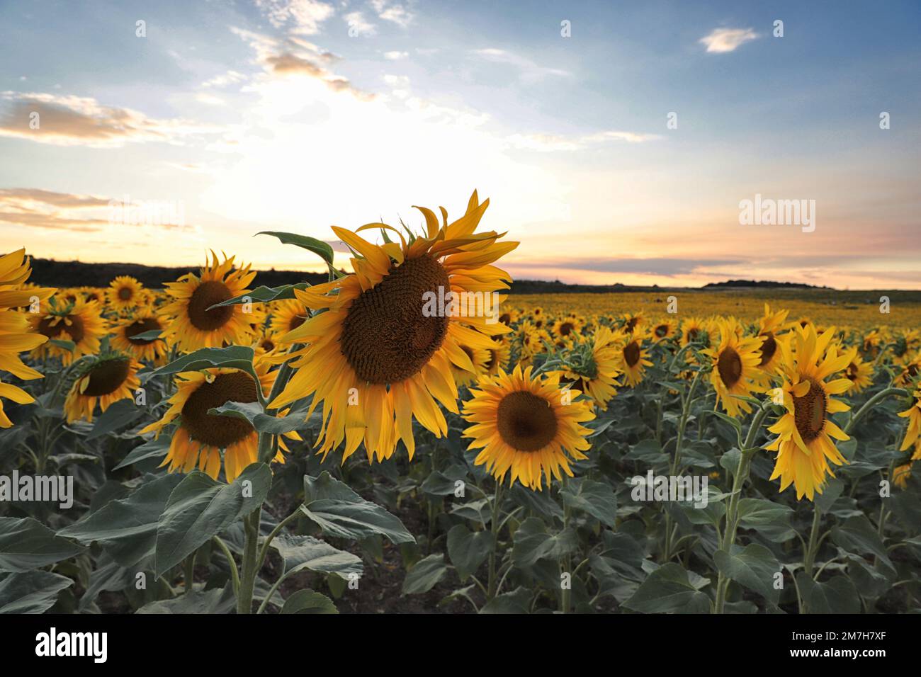 Sunflower fields and close up sunflowers at sunset, Norfolk, East ...
