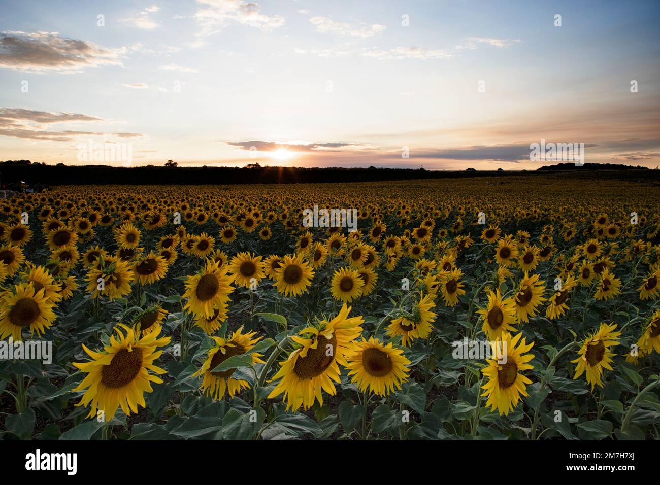 Forward facing sunflowers hi-res stock photography and images - Alamy