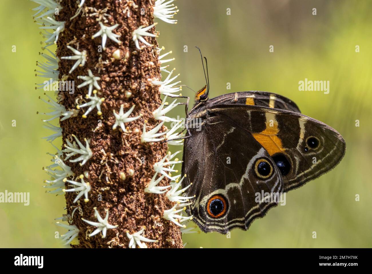 Australian Sword-grass Brown Butterfly feeding on nectar of a Grass ...
