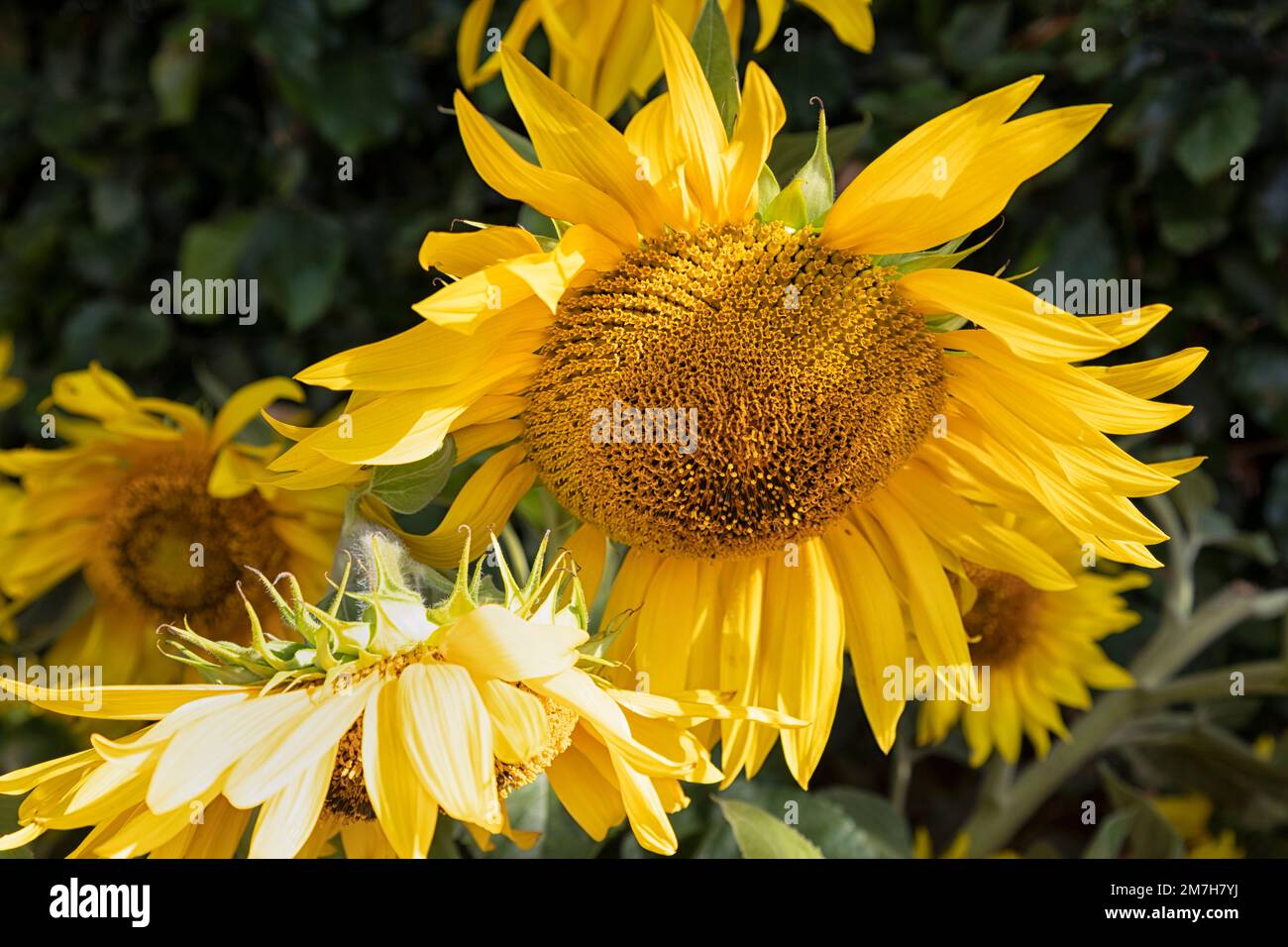 Sunflower fields and close up sunflowers at sunset, Norfolk, East ...