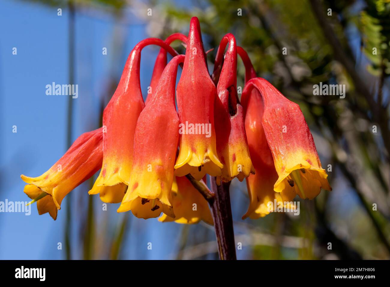 Australian Christmas Bells plant in flower Stock Photo - Alamy