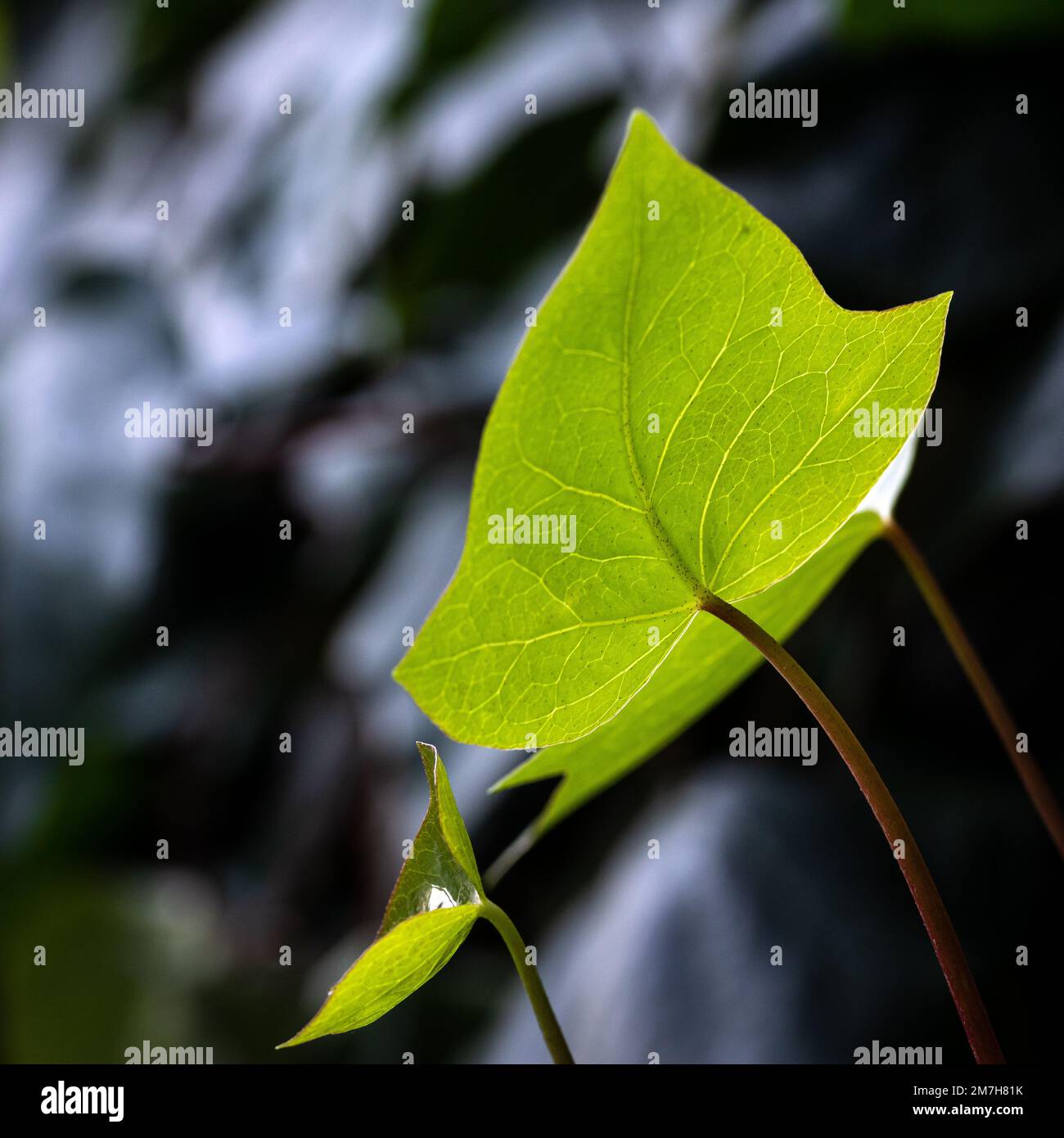 See through leaf transparent hi-res stock photography and images - Alamy