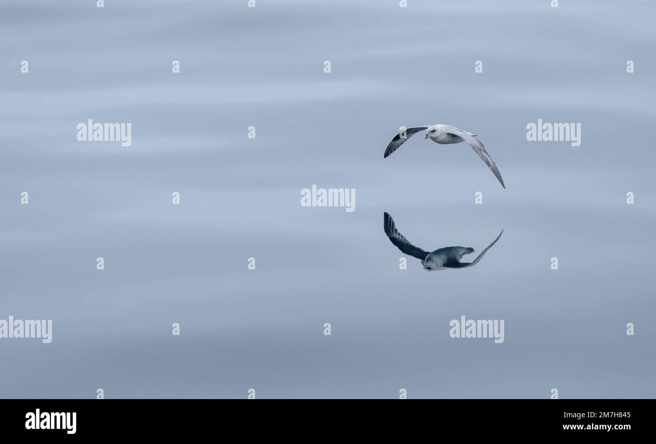 A Northern or Arctic Fulmar gliding over and reflected in a mirror ...