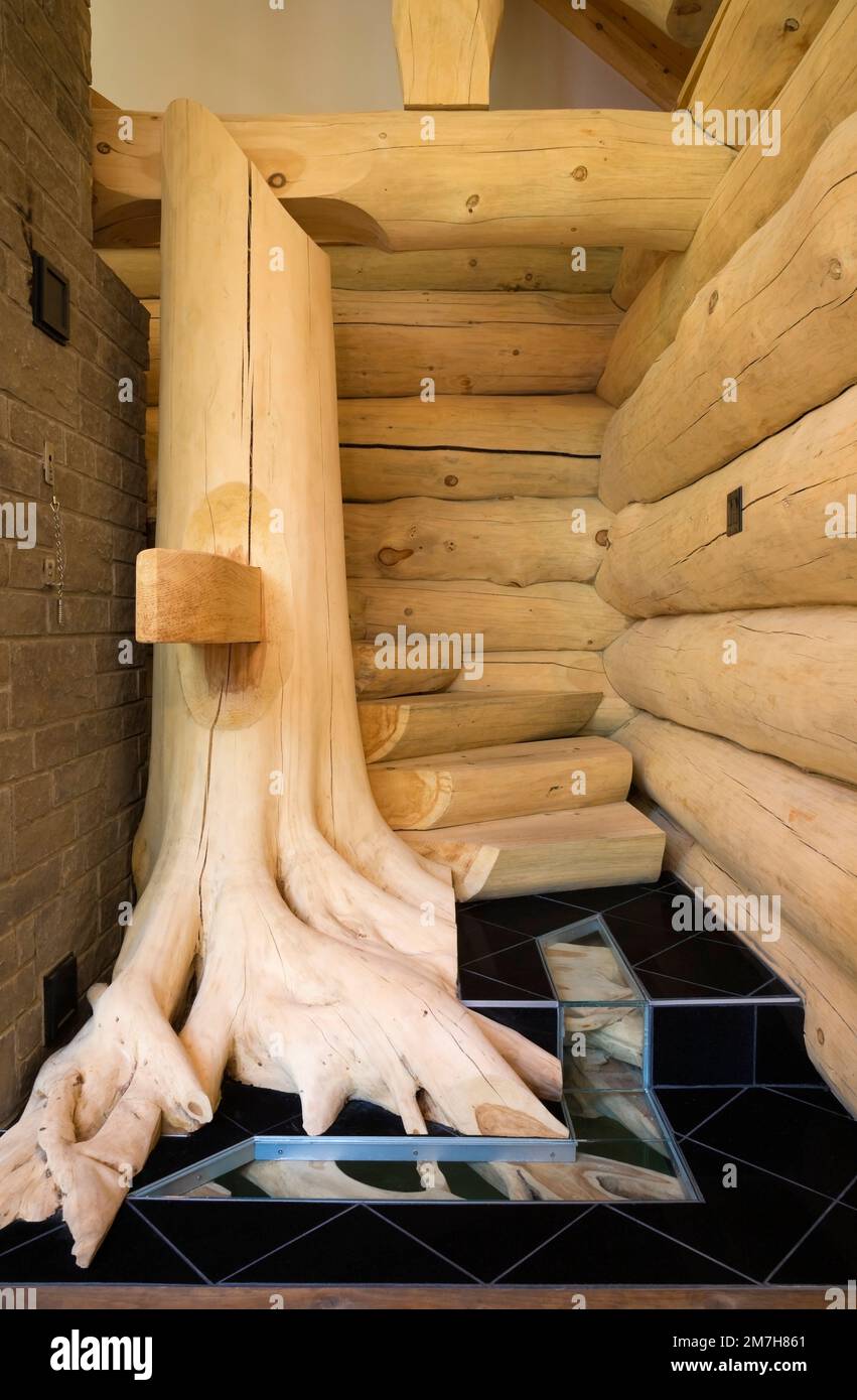 White eastern pine wood staircase and tree trunk with roots visible ...