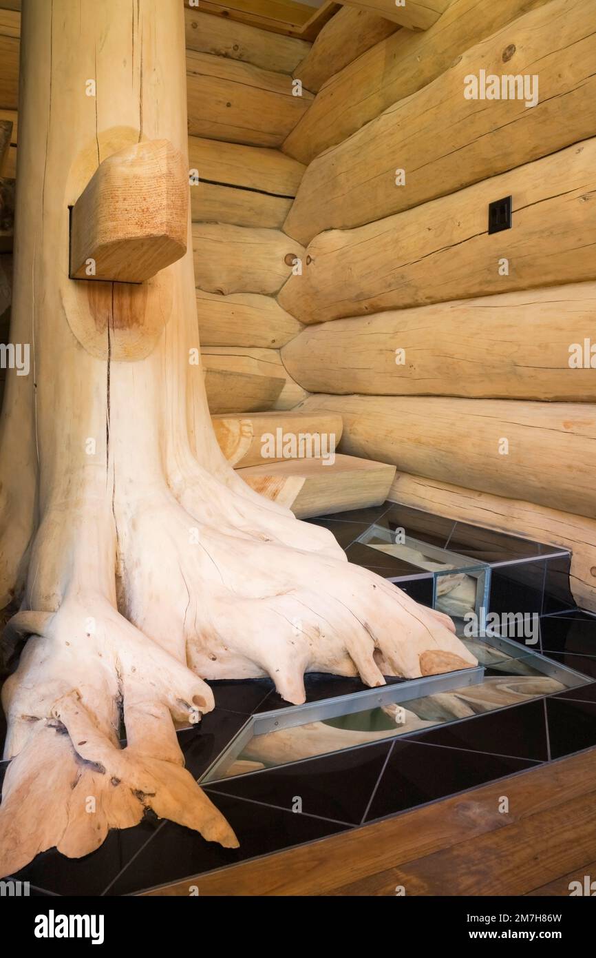 White eastern pine wood staircase and tree trunk with roots visible ...