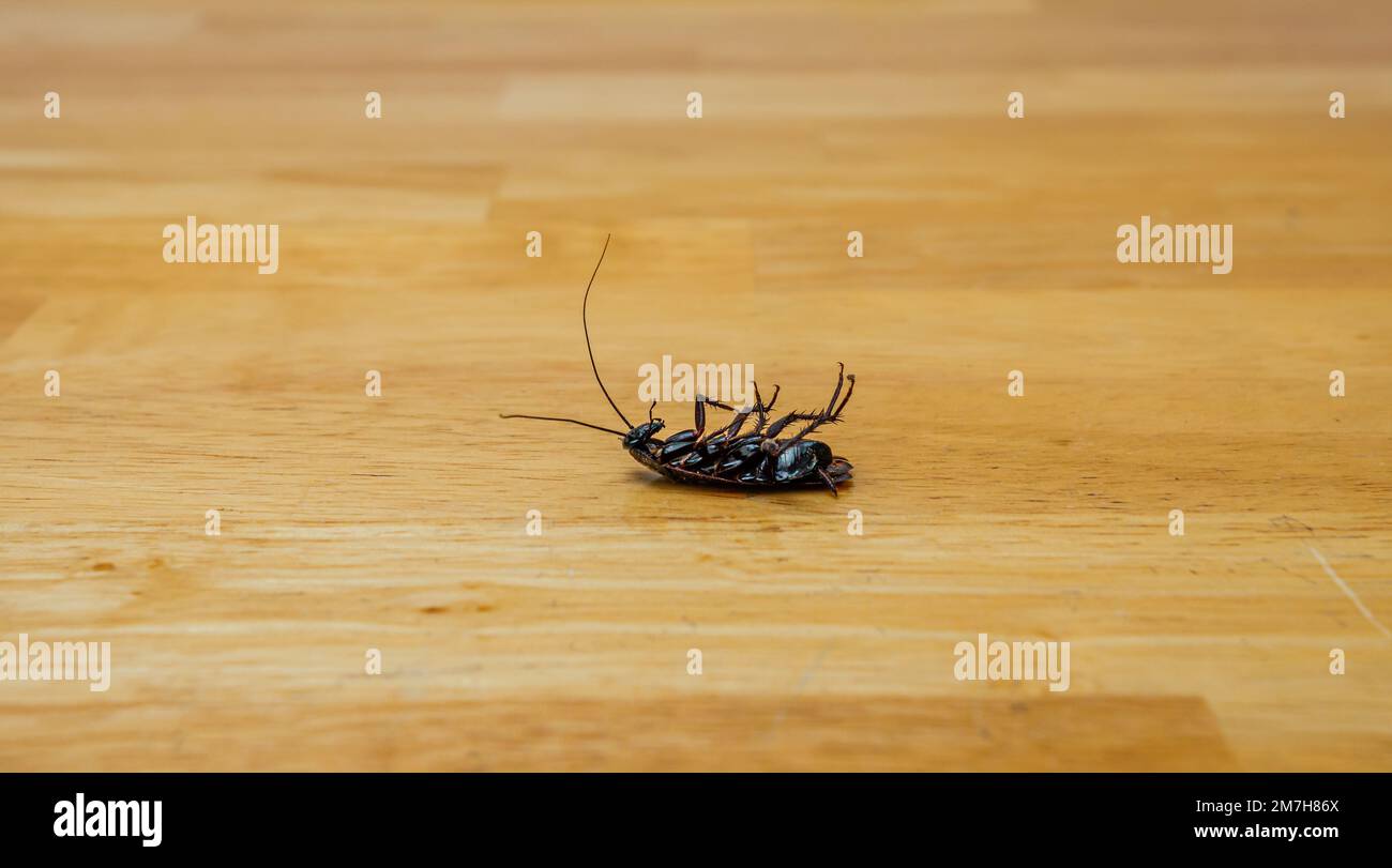 Dead cockroach on hardwood floor. Household roach, insect, and pest ...