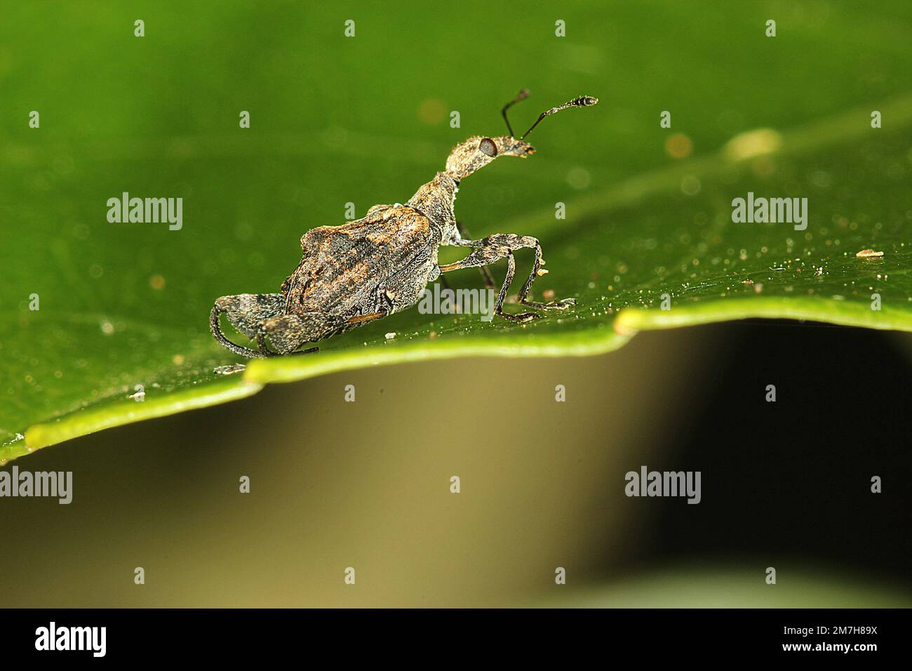 True weevil curculionidae hi-res stock photography and images - Alamy