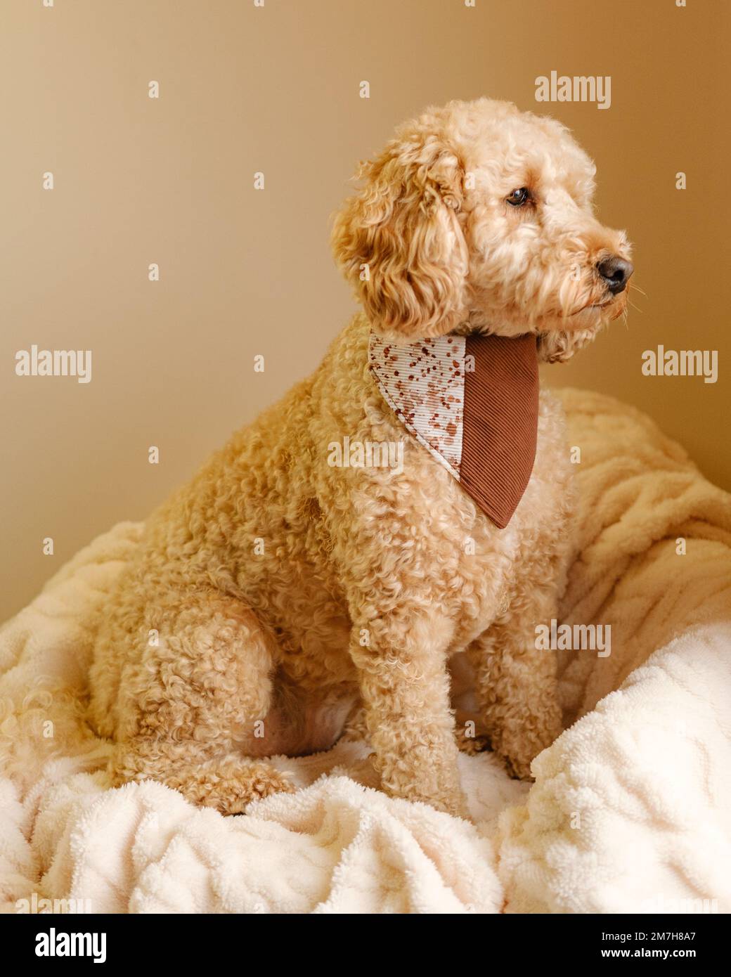 Cockapoo dog sitting on rug wearing a brown bandana Stock Photo - Alamy