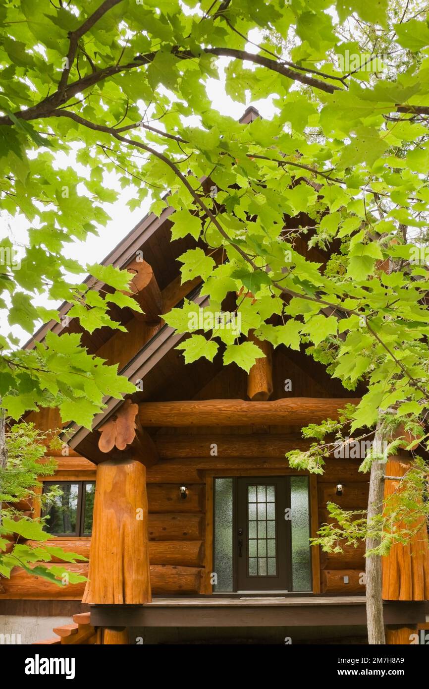 Handcrafted red cedar log home facade through maple tree leaves in ...