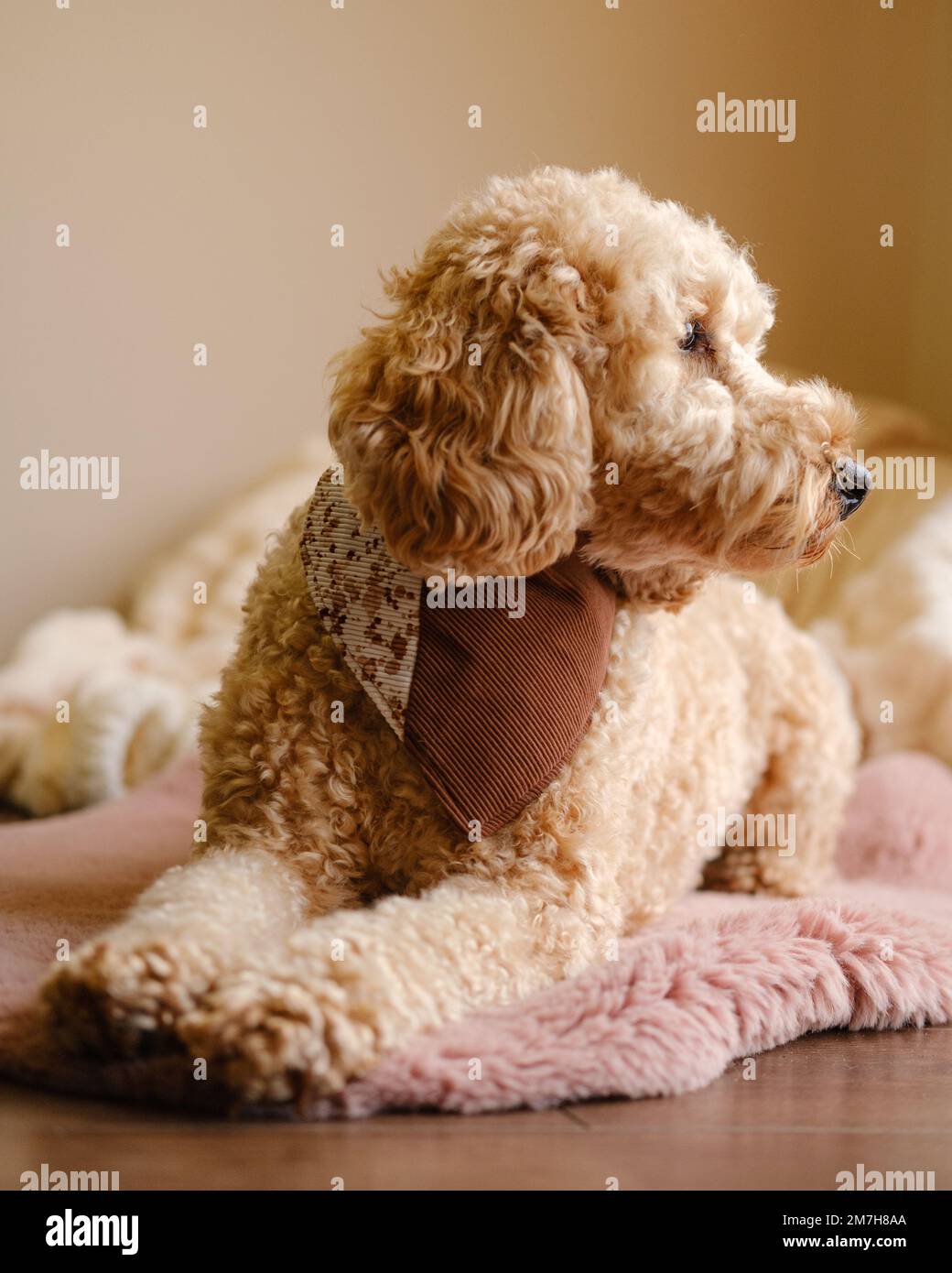 Cockapoo dog sitting on rug wearing a brown bandana Stock Photo - Alamy