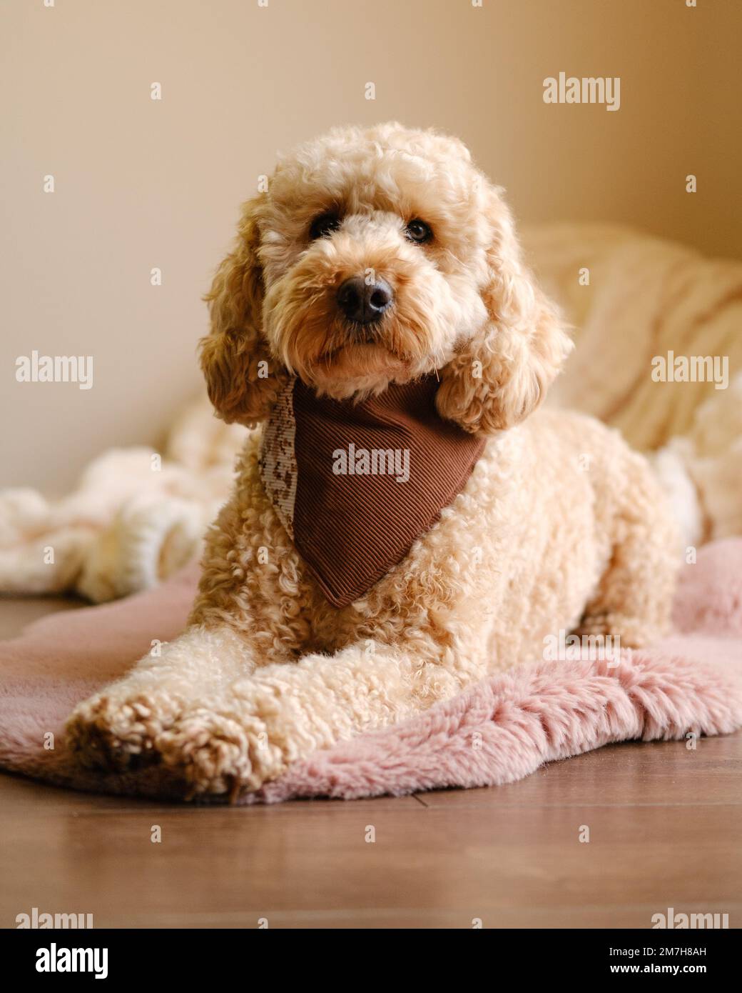 Cockapoo dog sitting on rug wearing a brown bandana Stock Photo - Alamy