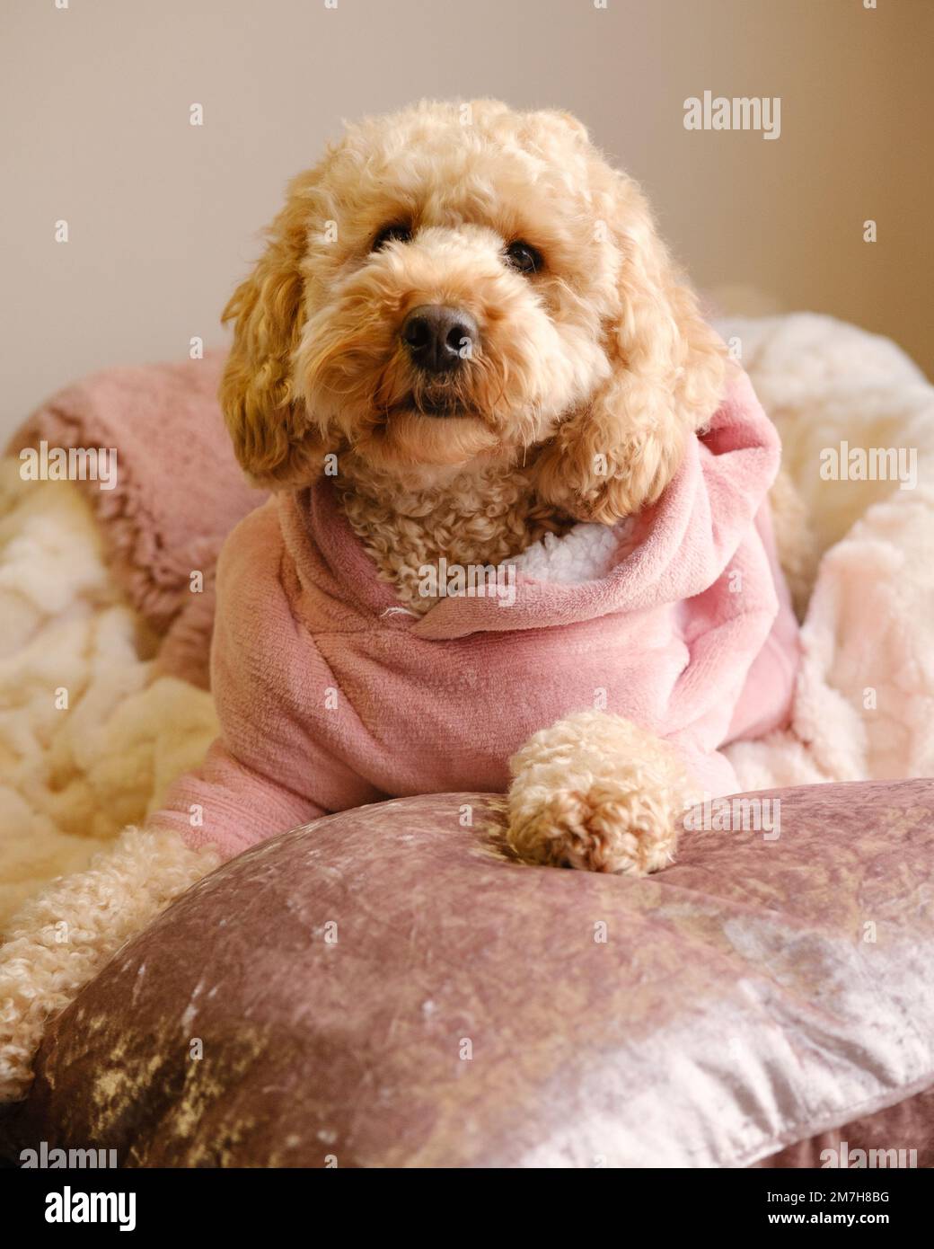 Cozy dog hi-res stock photography and images - Alamy