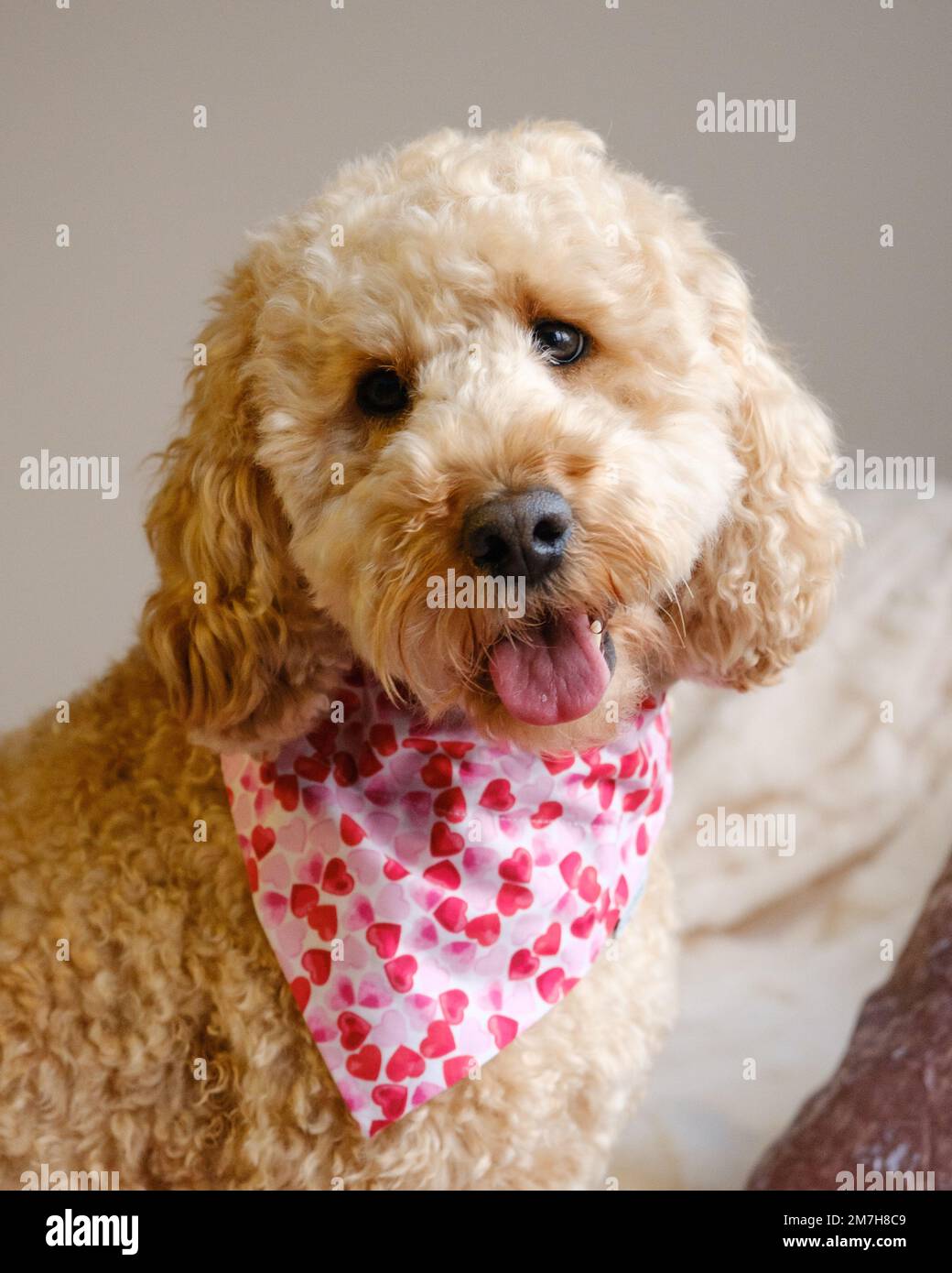 Cute Cockapoo dog with love hearts bandana lying on a furry white ...