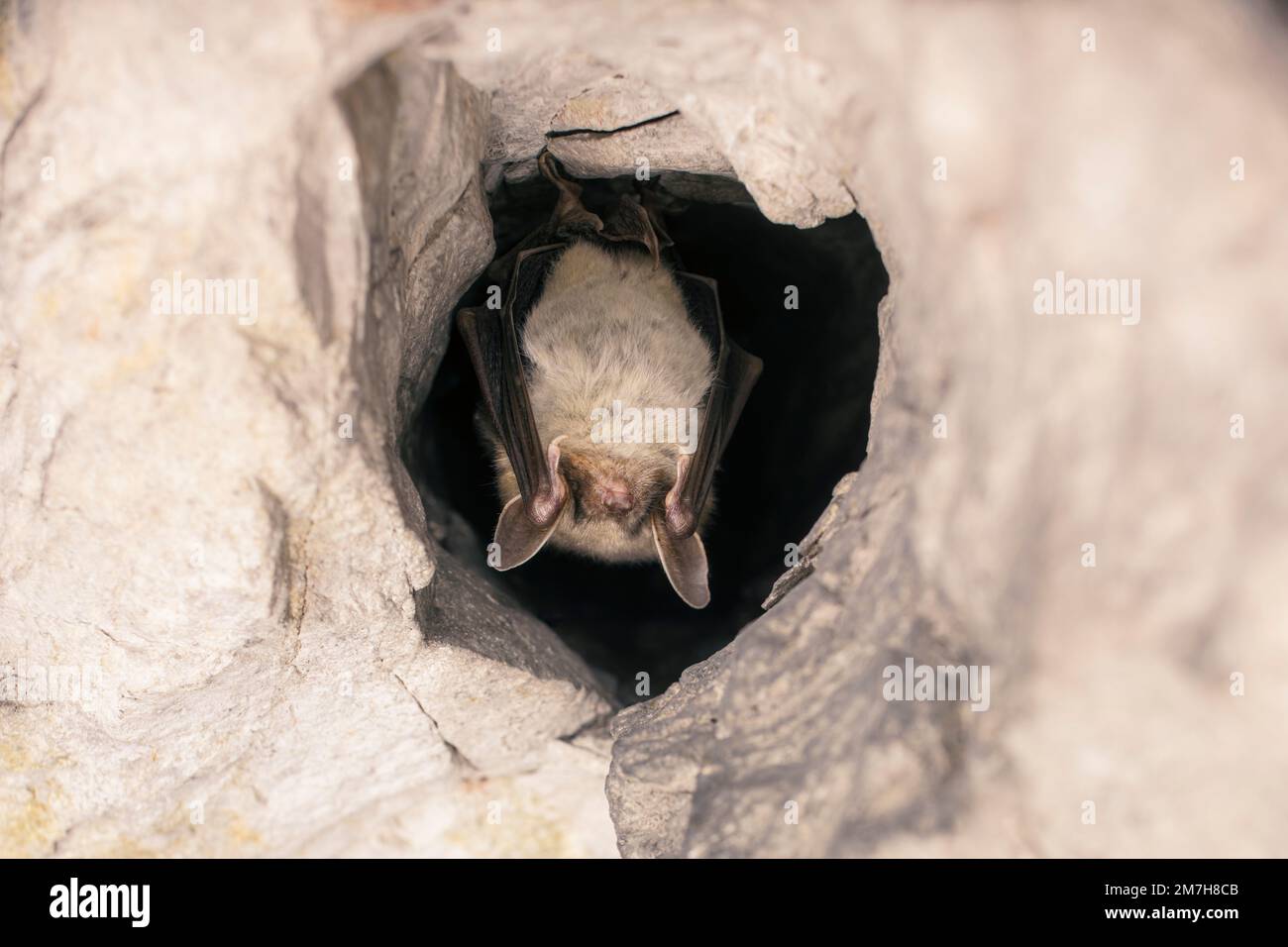 Close up strange animal Greater mouse-eared bat Myotis myotis hanging ...
