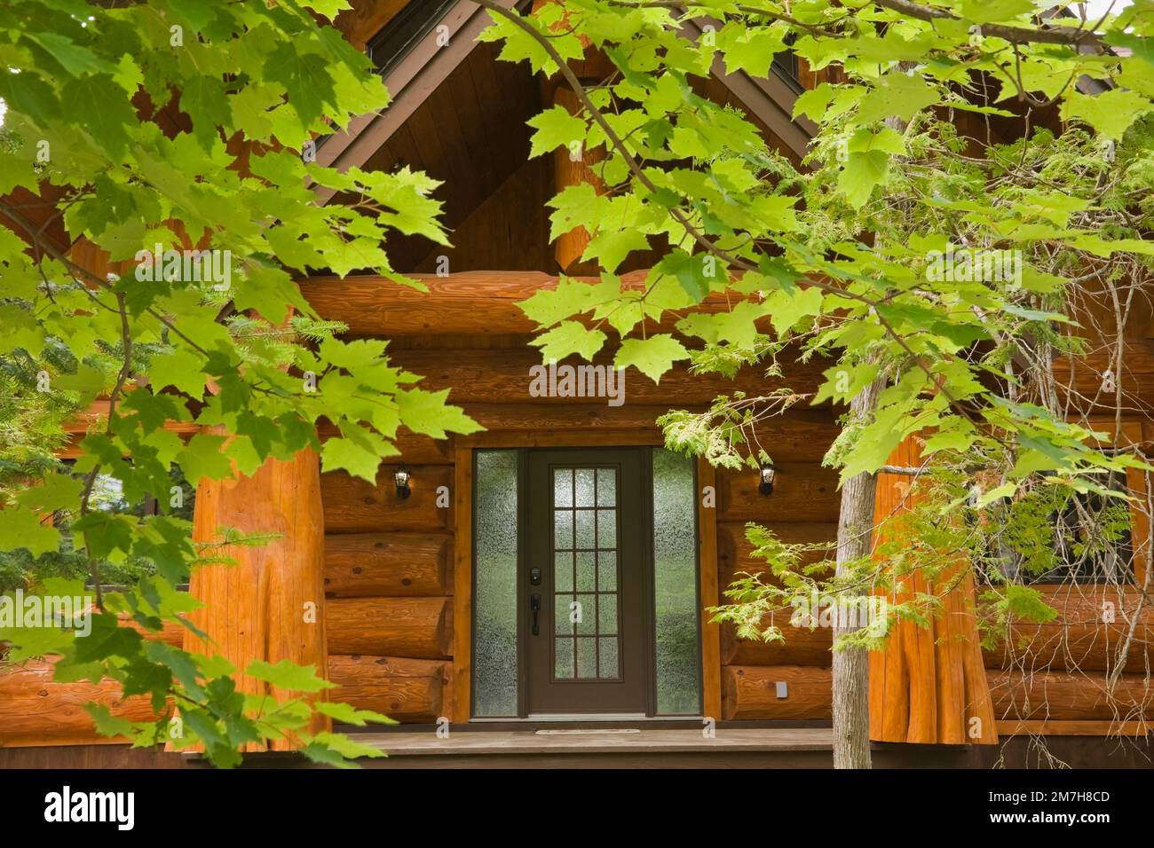 Handcrafted red cedar log home facade through maple tree leaves in ...