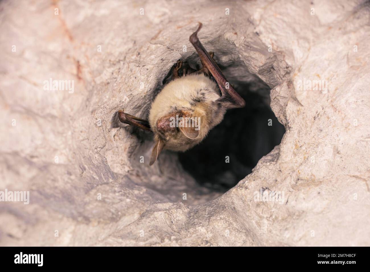 Close up strange animal Greater mouse-eared bat Myotis myotis hanging ...