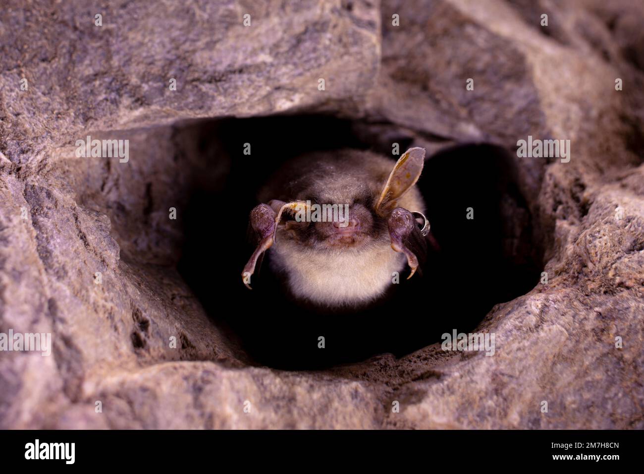Close up strange animal Greater mouse-eared bat Myotis myotis hanging upside down in the hole of ...