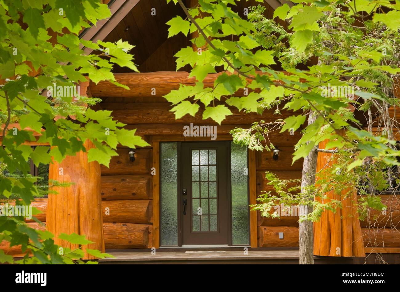 Handcrafted red cedar log home facade through maple tree leaves in ...