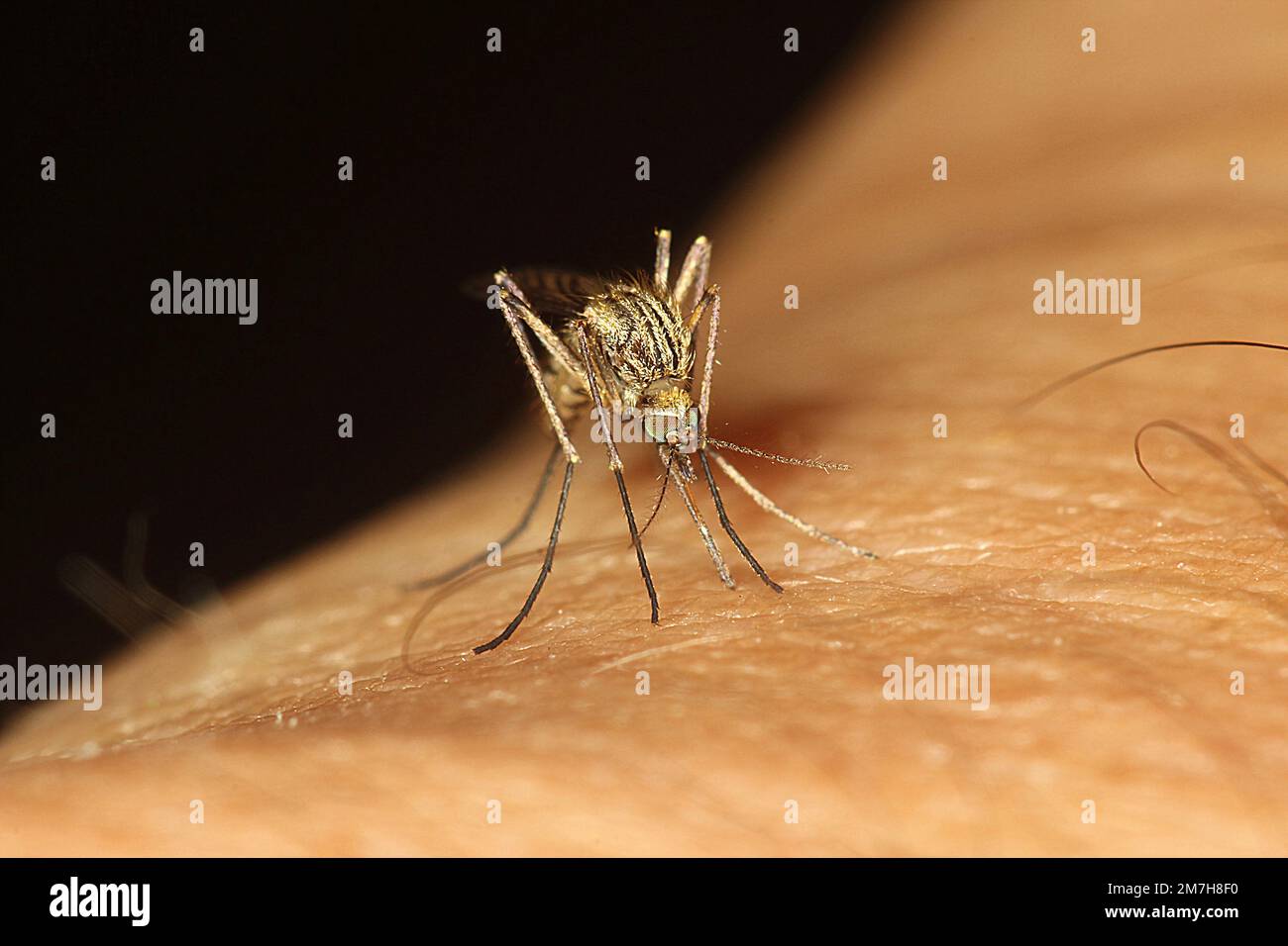 Mosquito (Culex sp Stock Photo - Alamy