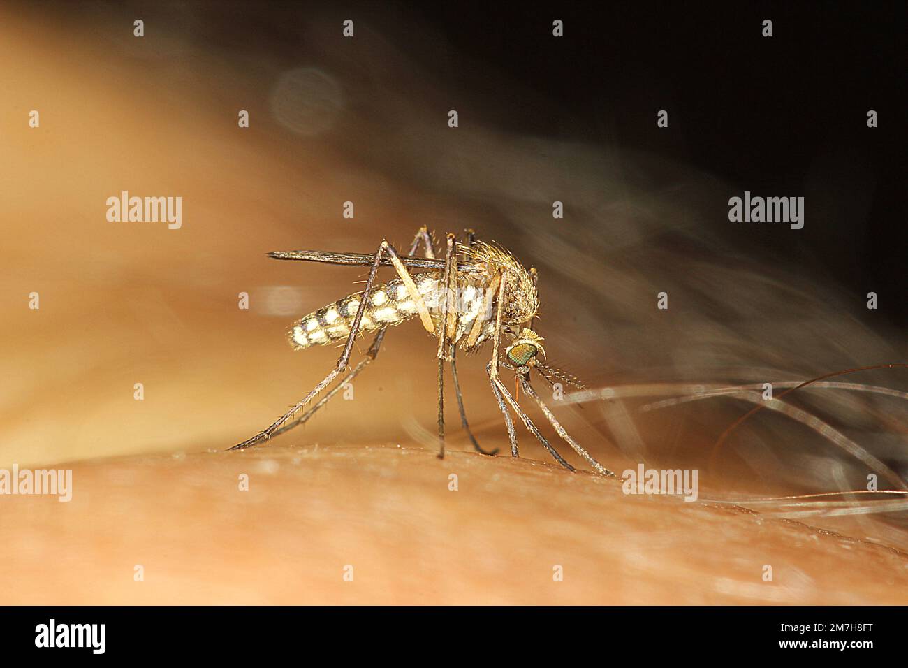 Mosquito (Culex sp Stock Photo - Alamy