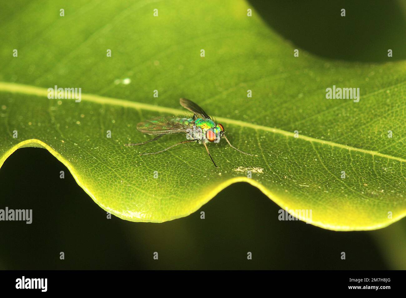 Green fly hi-res stock photography and images - Alamy