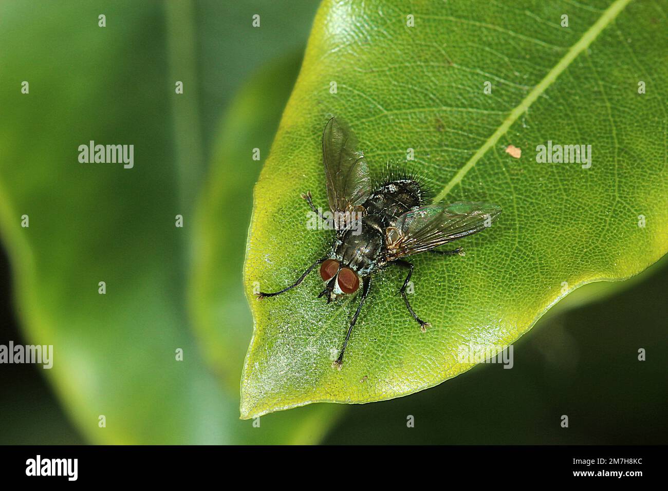 Bristle fly (Tachinidae Stock Photo - Alamy