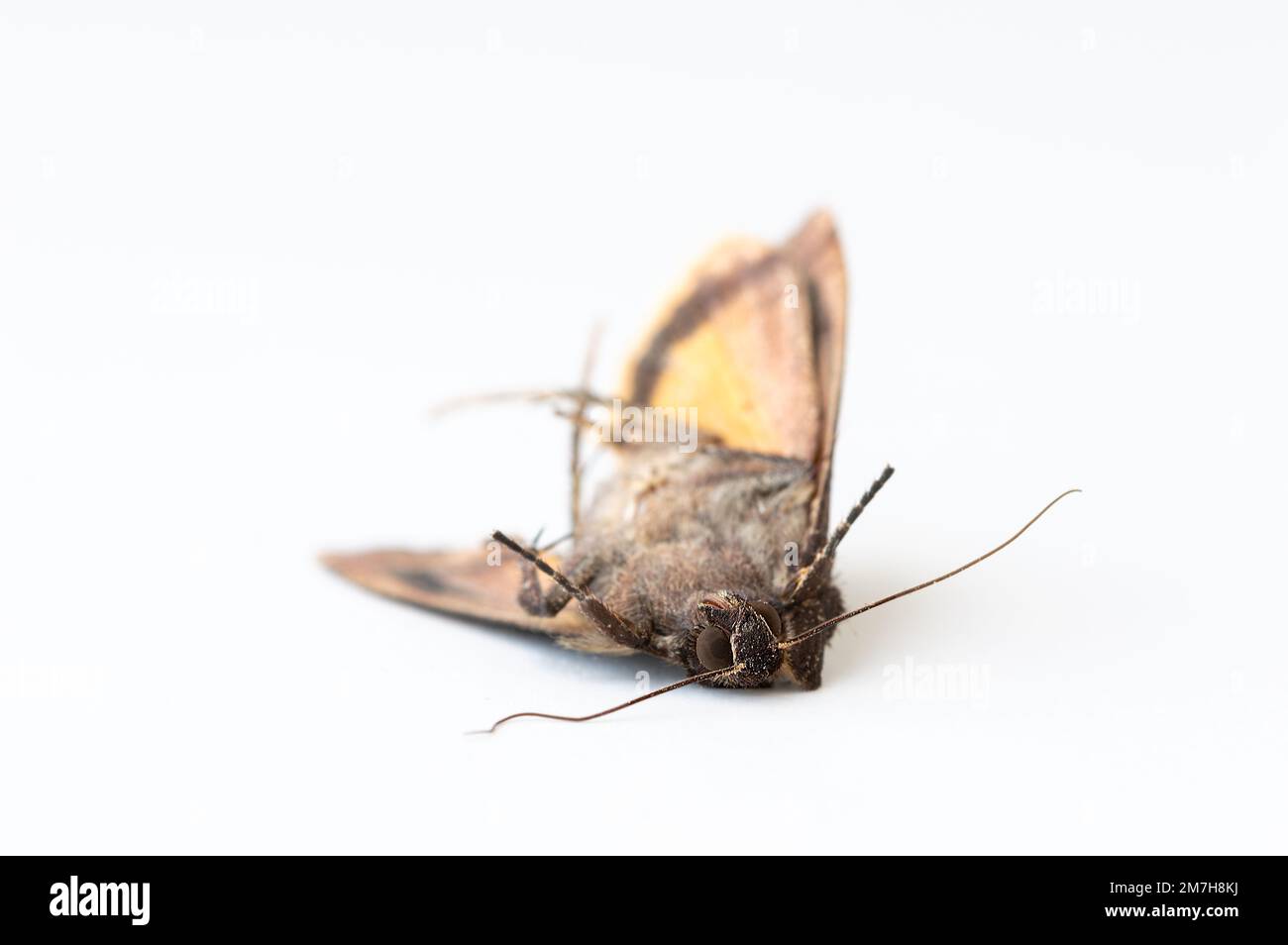 Close up of dead deadly moth isolated on white background Stock Photo ...