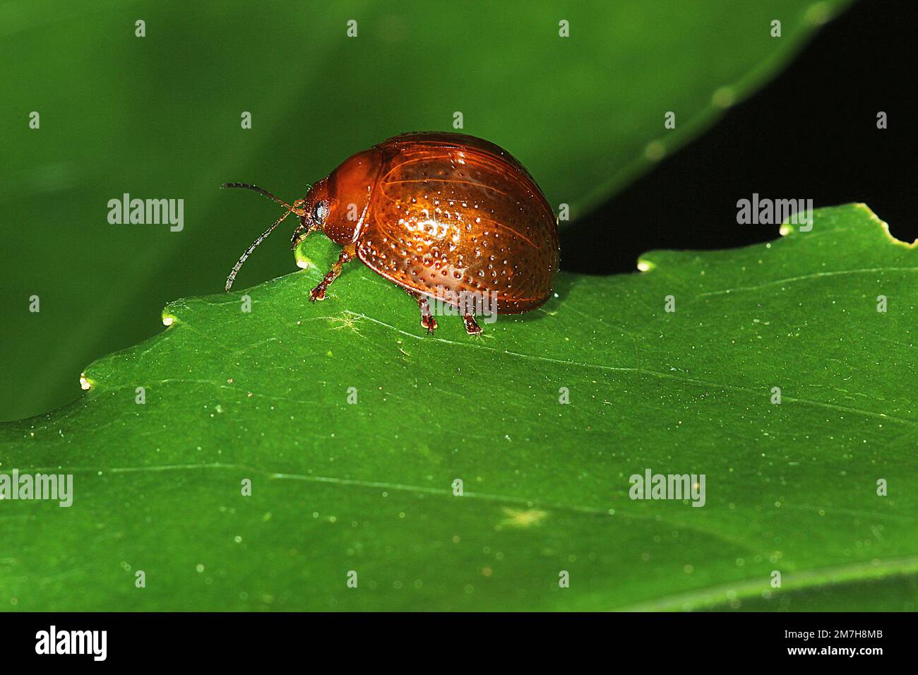 Leaf beetle (Dicranosterna semipunctata Stock Photo - Alamy
