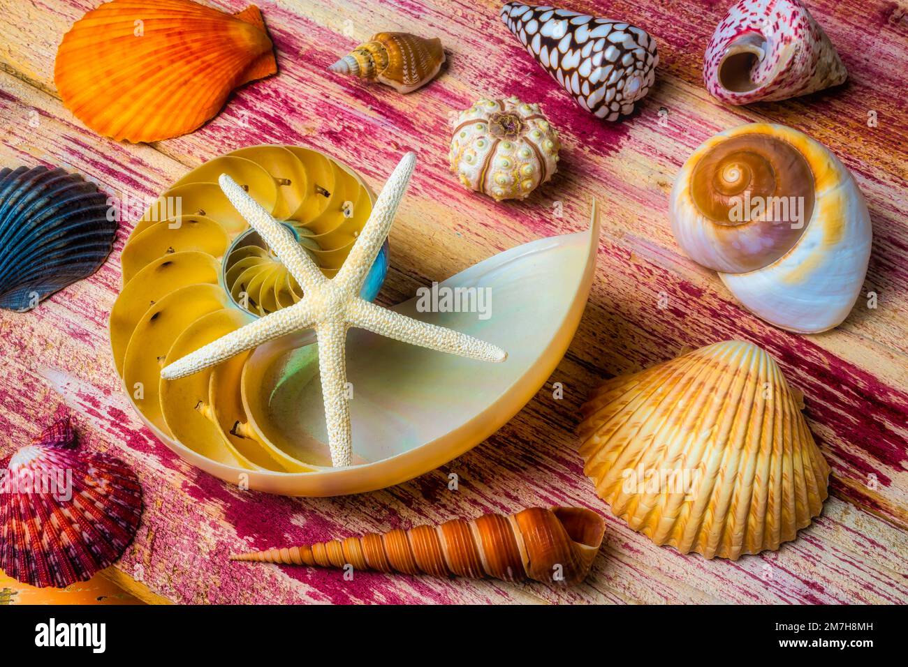 Star And Beautiful Seashells Stock Photo - Alamy