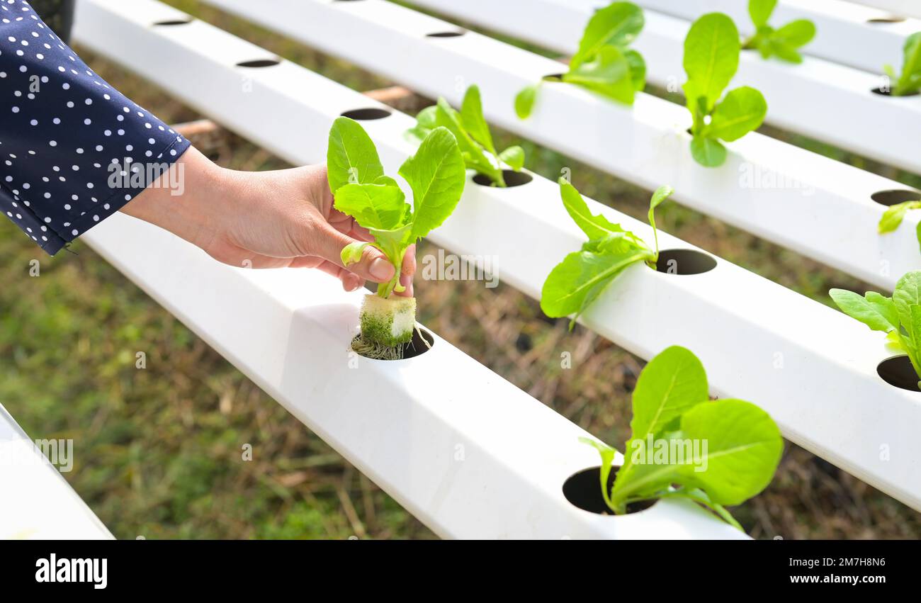 hydroponic planting in the hydroponic vegetables system on hydroponic ...