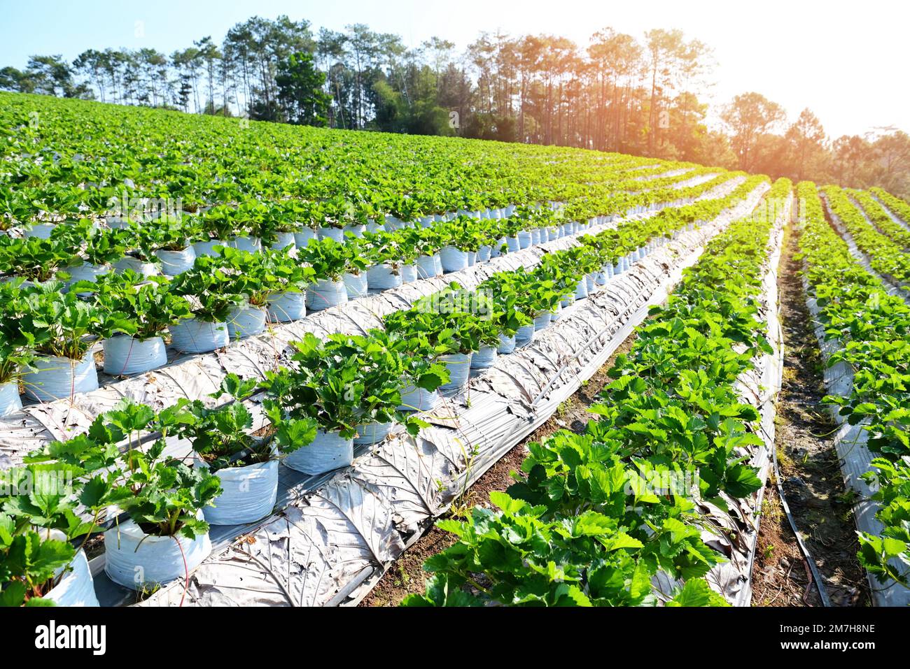 Green strawberry field with sunlight, strawberry plant farm in pot ...