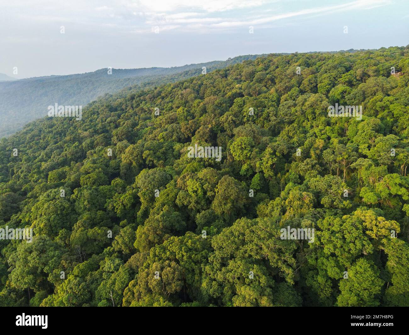 Aerial top view forest tree in Asian, Rainforest ecosystem and healthy ...