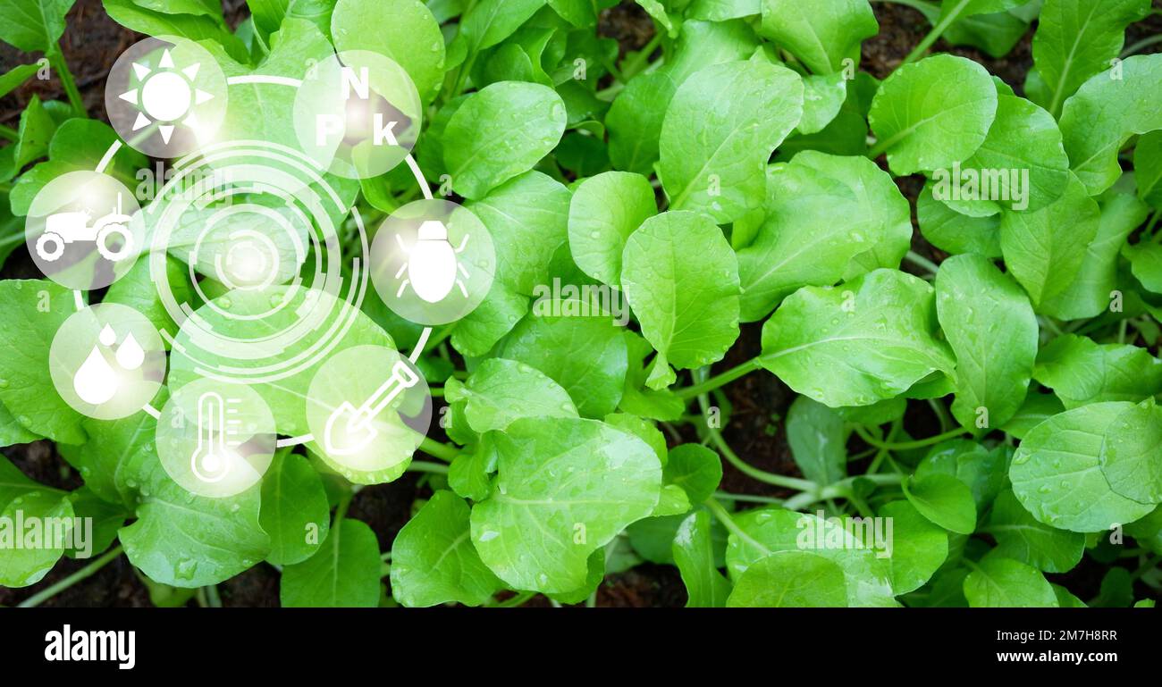 smart farm modern agricultural technology vegetable garden organic ...