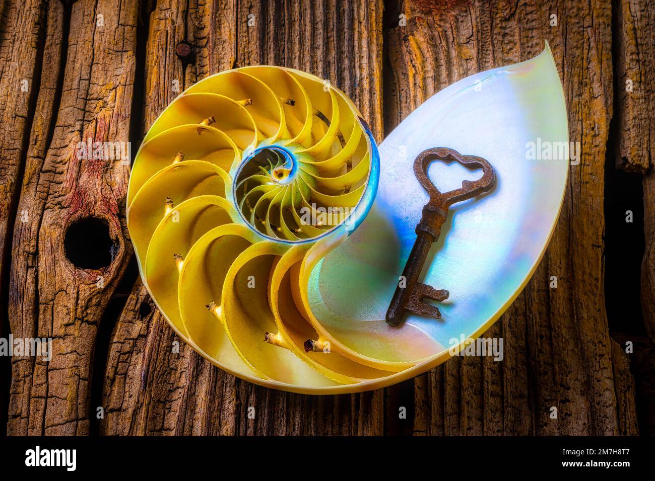 Nautilus Shell And Old Key Stock Photo - Alamy