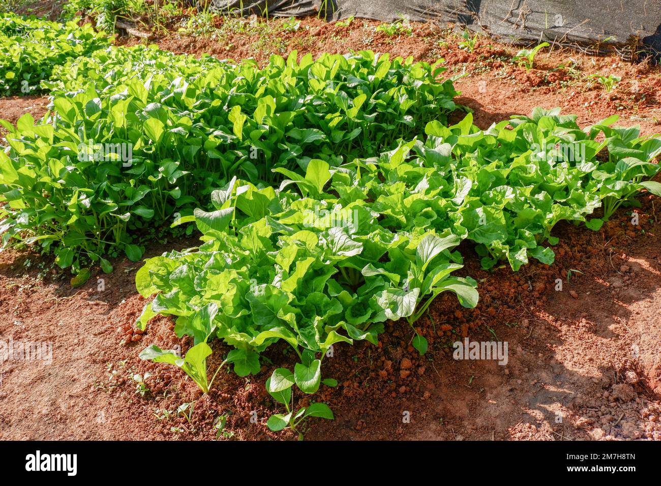 soil vegetable garden, mustard greens lettuce vegetable gardening with ...