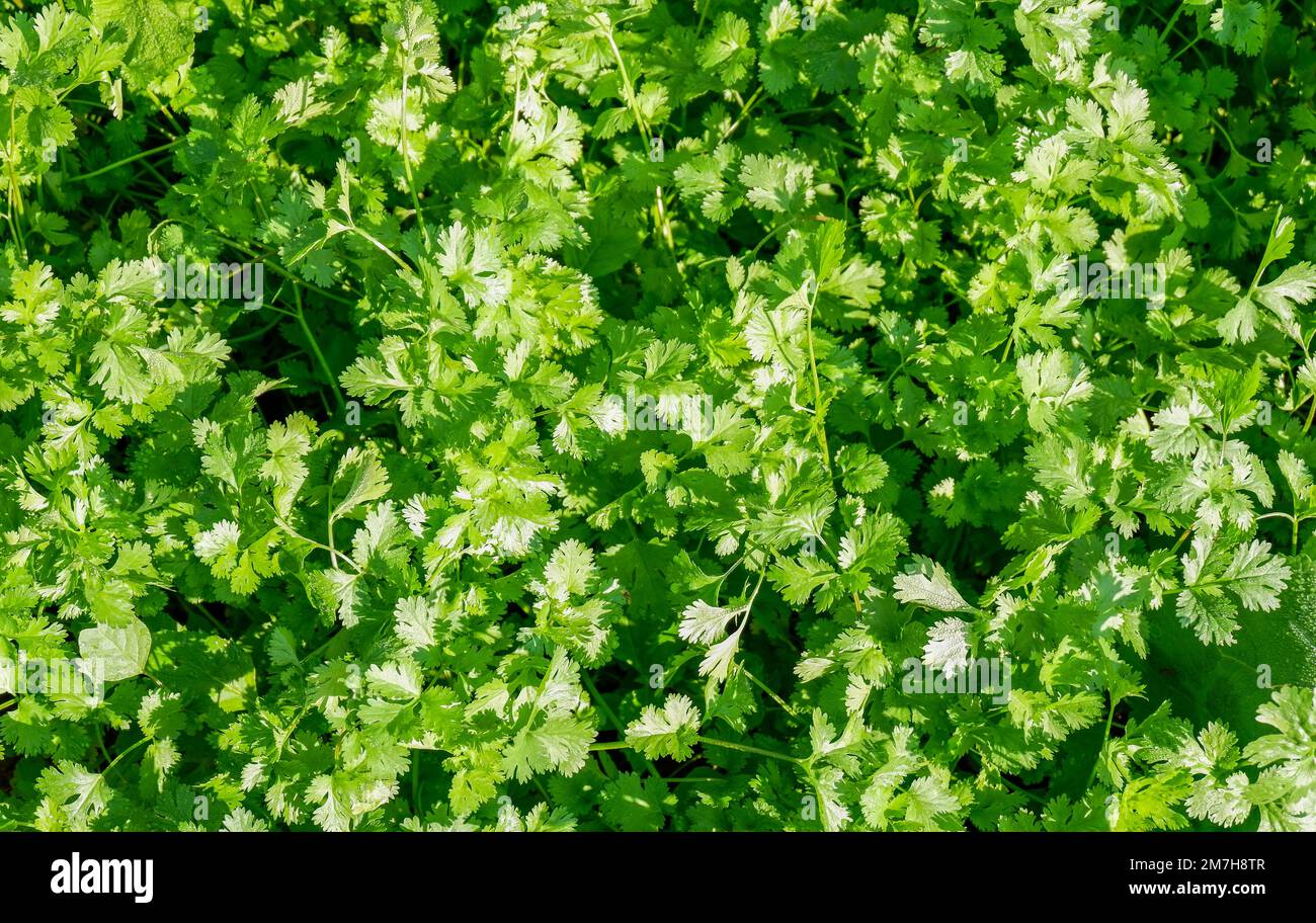coriander organic vegetable gardening with green coriander leaf fresh ...