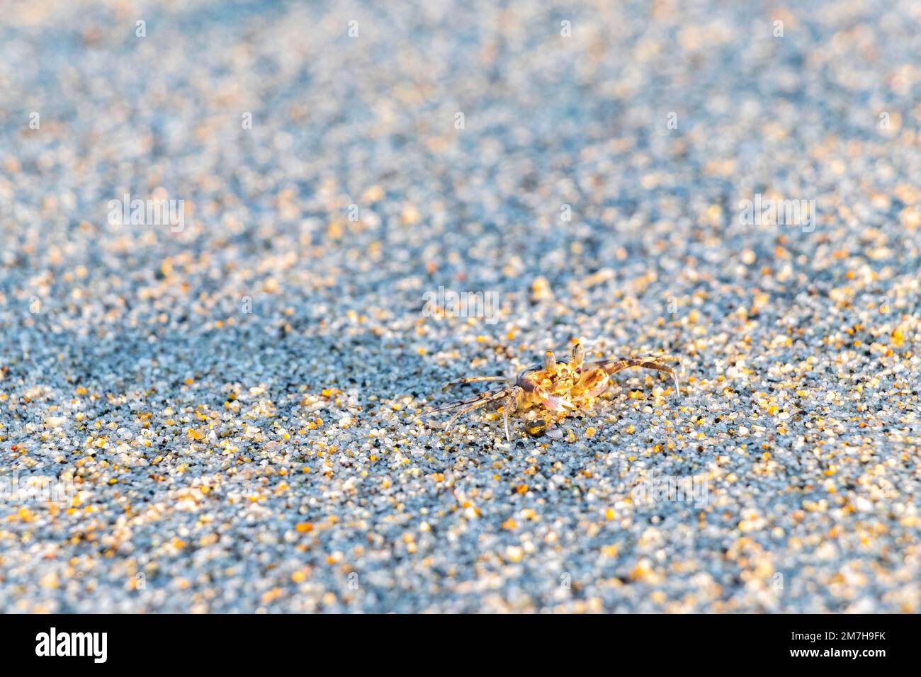 Tiny sand crab beach crab run and dig around on the beach sand in ...