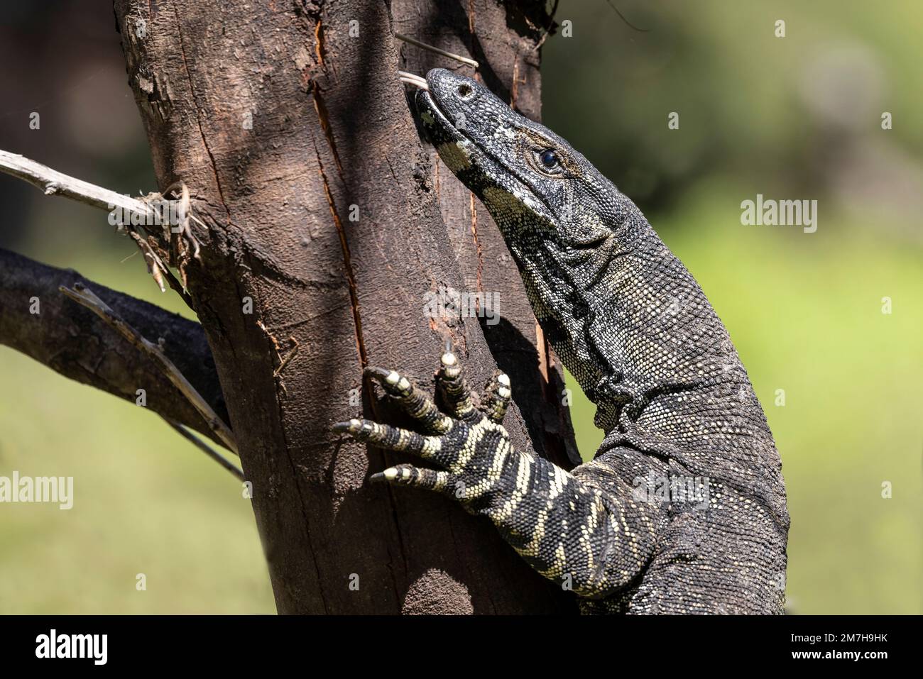 Australian Lace Monitor climbing Tree Stock Photo - Alamy