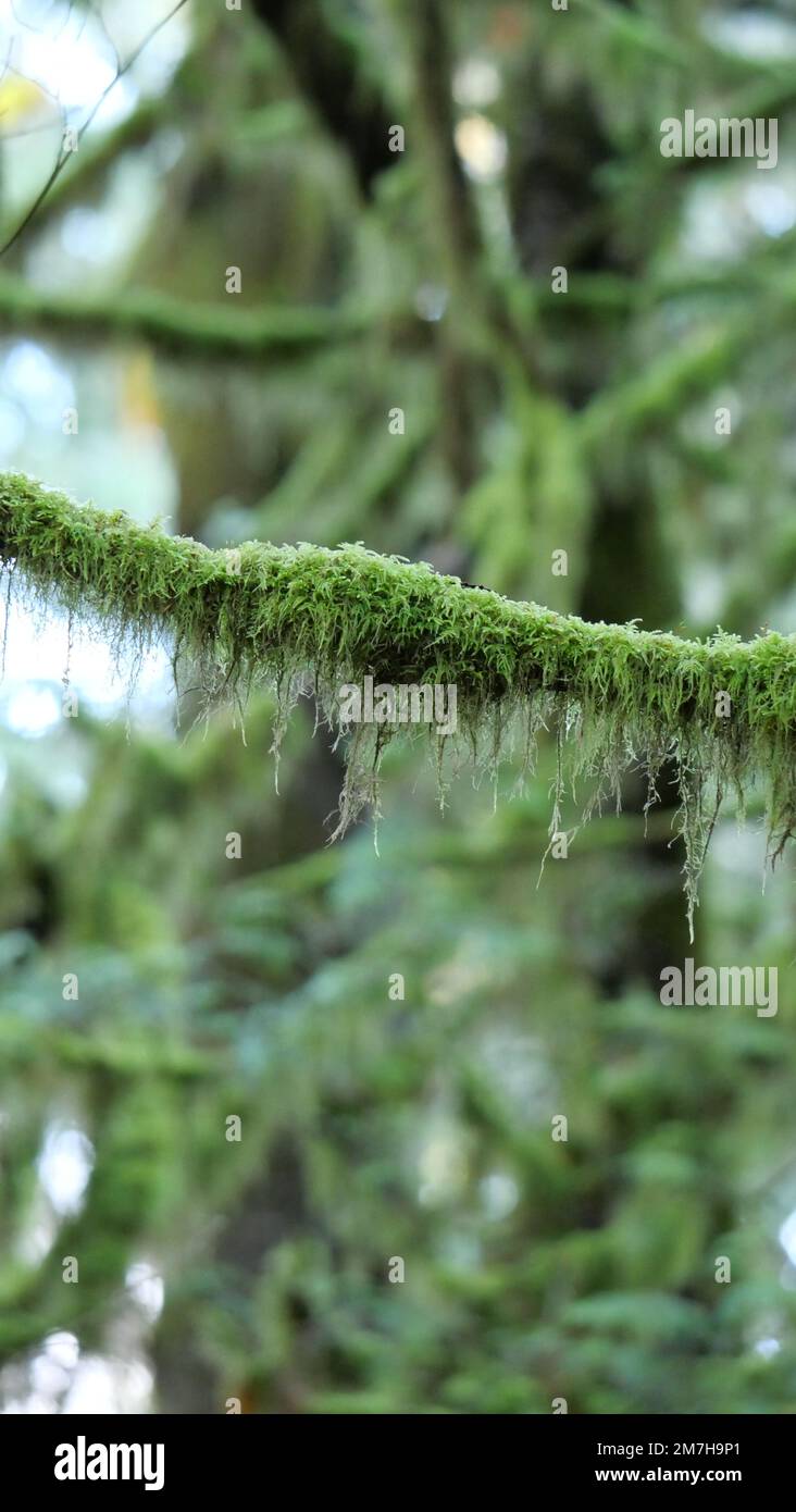 Close-up of a branch covered in moss at the Golden Ears Provincial Park ...