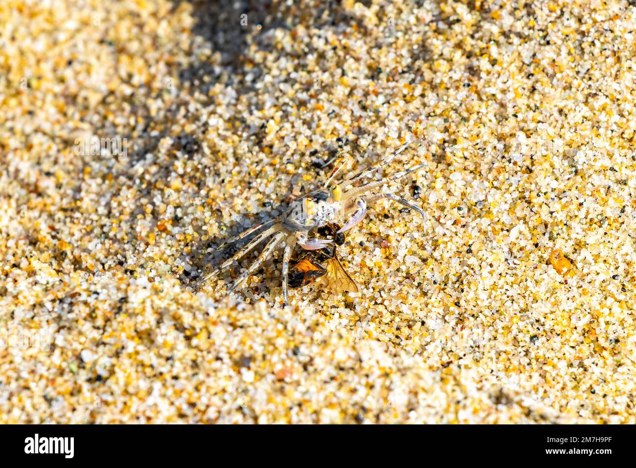 Tiny sand crab beach crab drags eats a fly bee insect on the beach sand ...