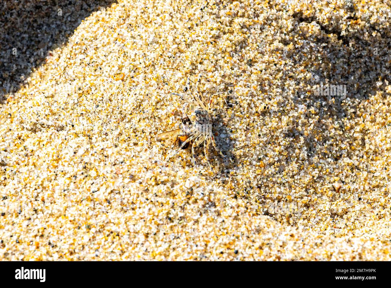 Tiny sand crab beach crab drags eats a fly bee insect on the beach sand ...