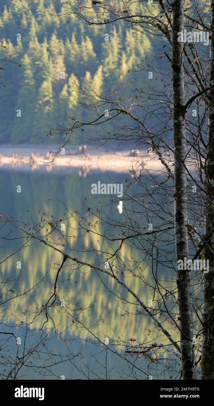 Looking through the trees at the reflections of evergreens in the ...