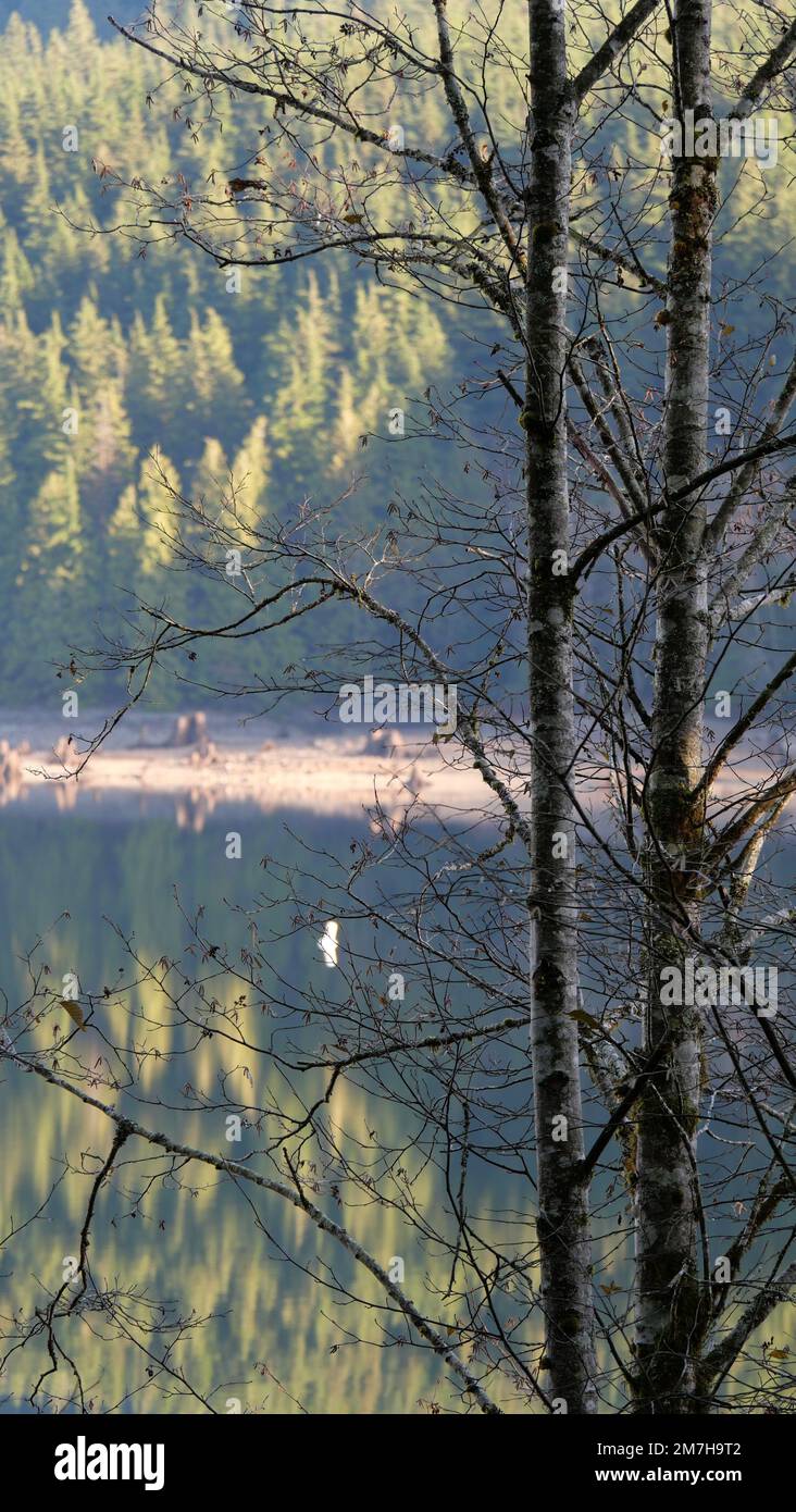 Looking through the trees at the reflections of evergreens in the ...
