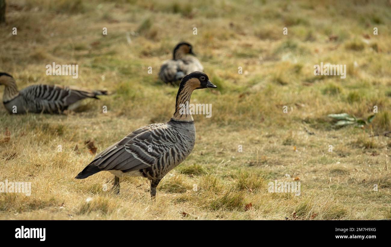 Bird geese.Growing and breeding farm geese. Gray geese walk graze ...