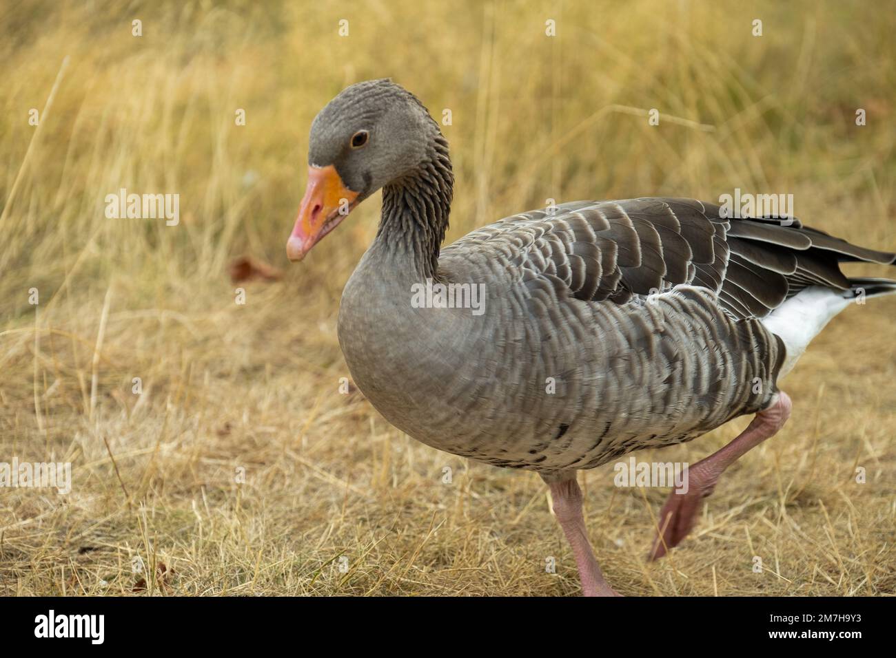Raising Domestic Geese