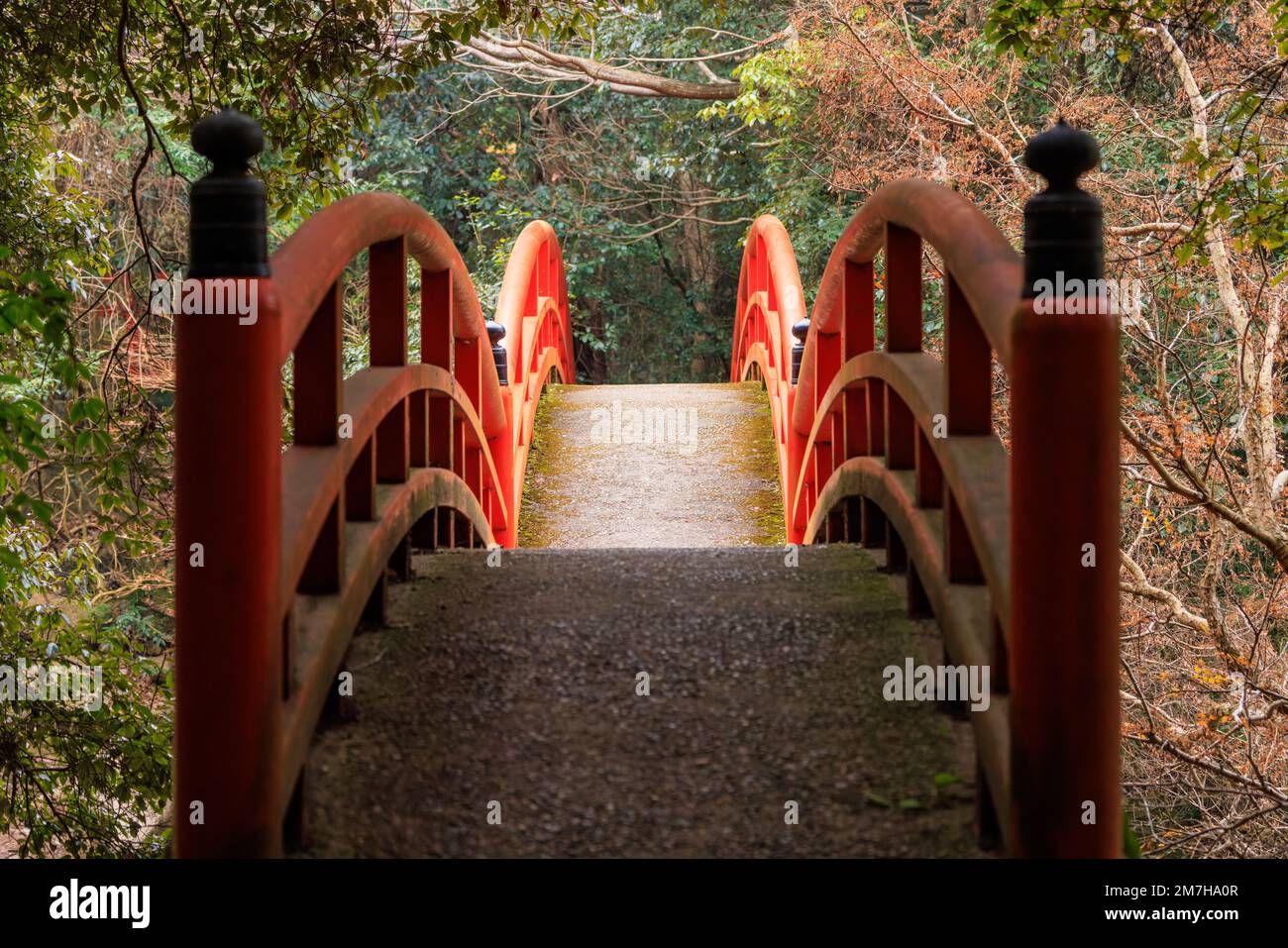 Red arched Japanese footbridge through peaceful forest in morning light ...