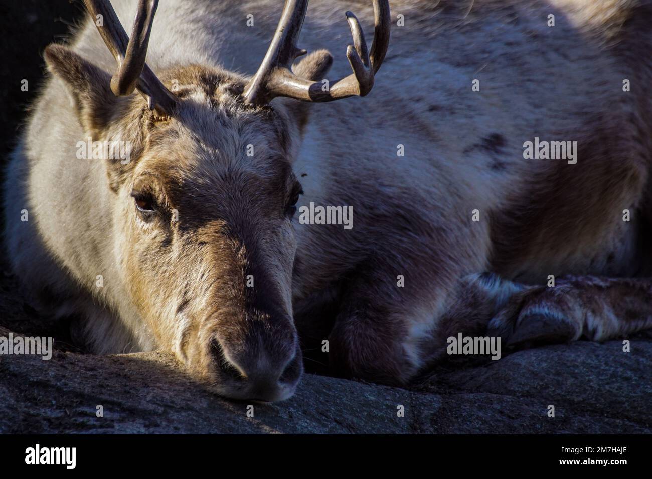 a close up of an reindeer during day Stock Photo - Alamy