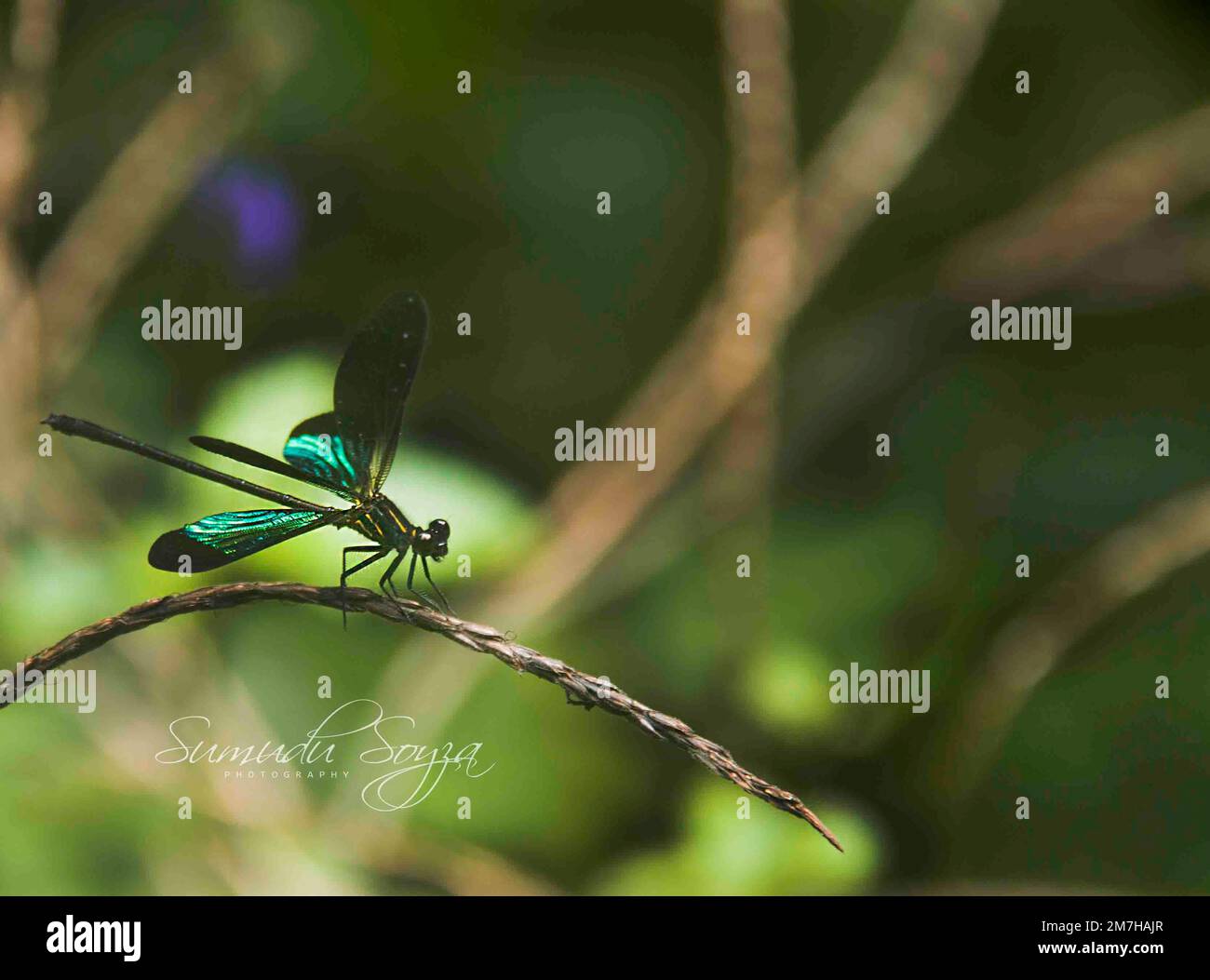 Beautiful butterflies, Dragonflies and Beetles in Sri Lanka, Visit Sri ...